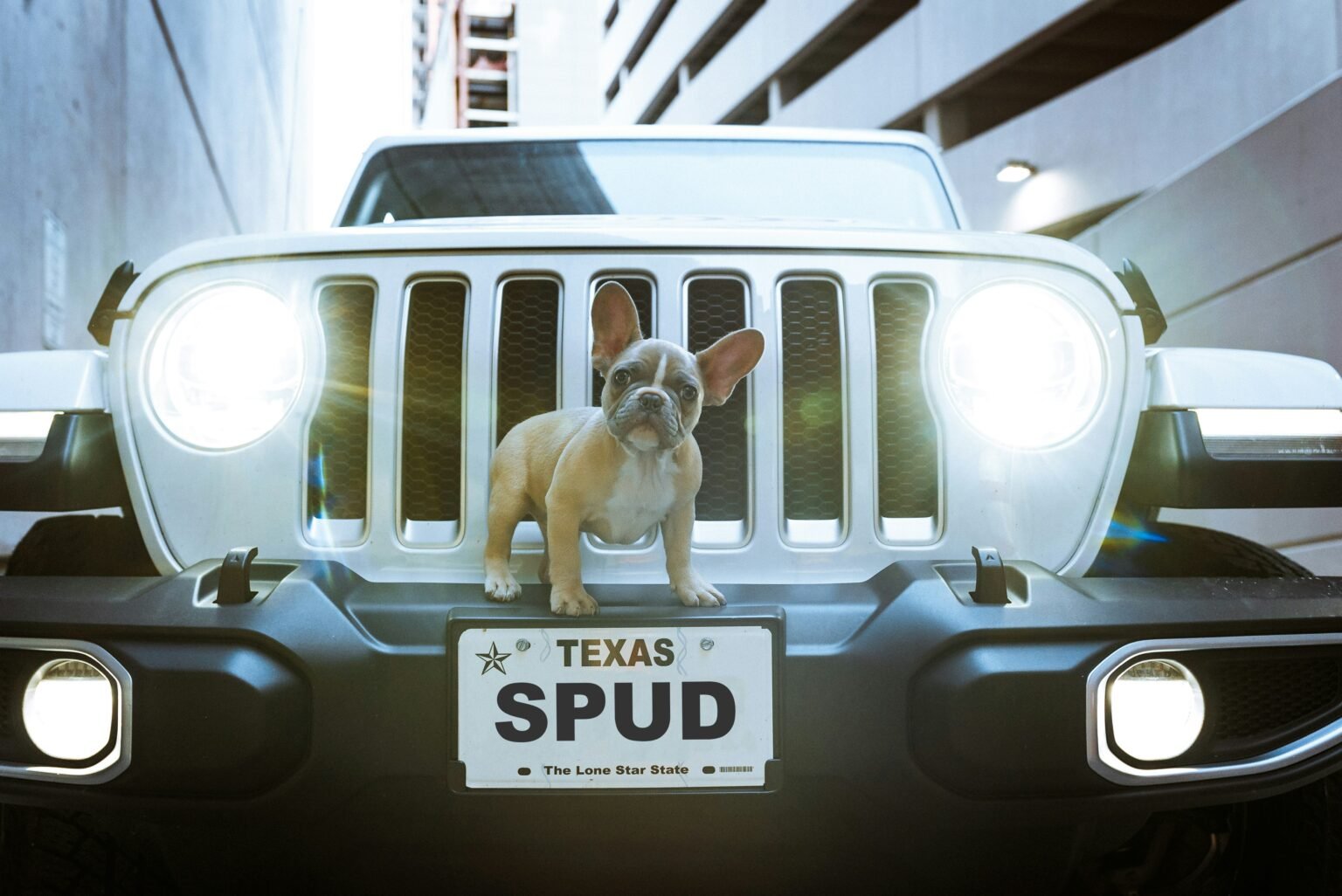 90 Jeep License Plate Ideas (for 4×4 Pride)